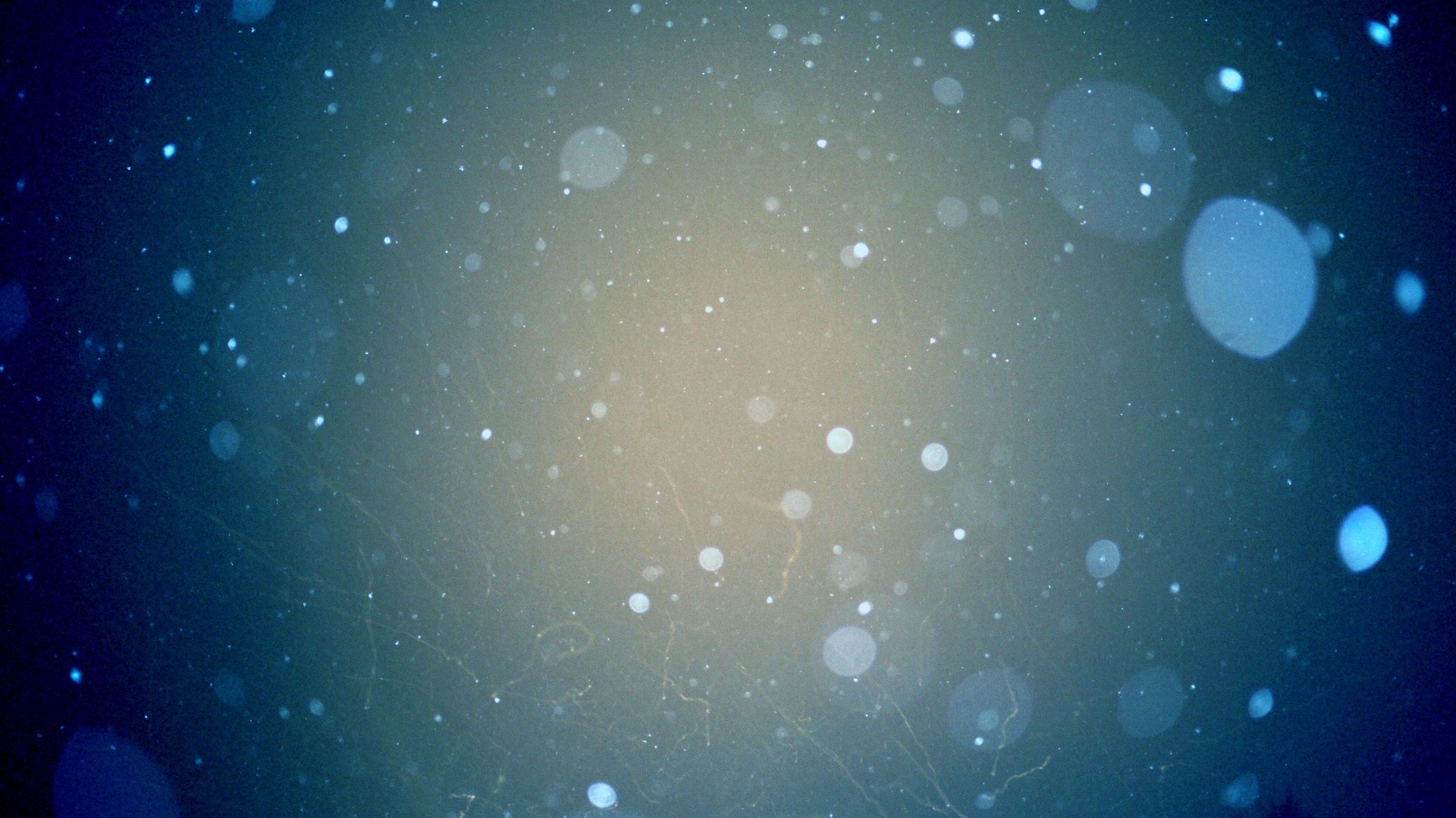 Vijo – Gaming Friend Finder